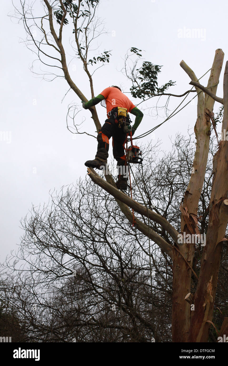 High Up Cutting Tree Branches High Resolution Stock Photography and ...
