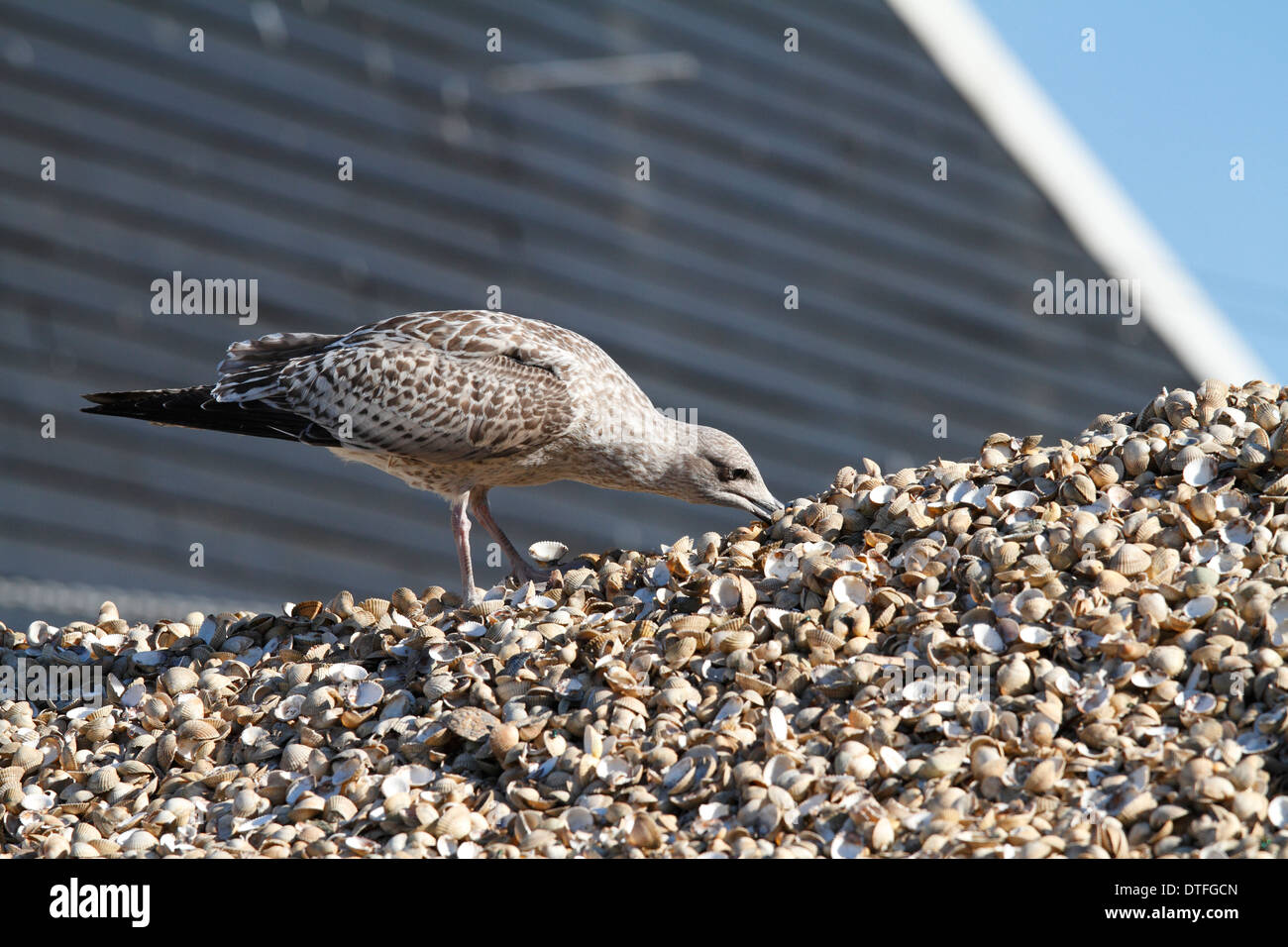 Cockle picking hi-res stock photography and images - Alamy