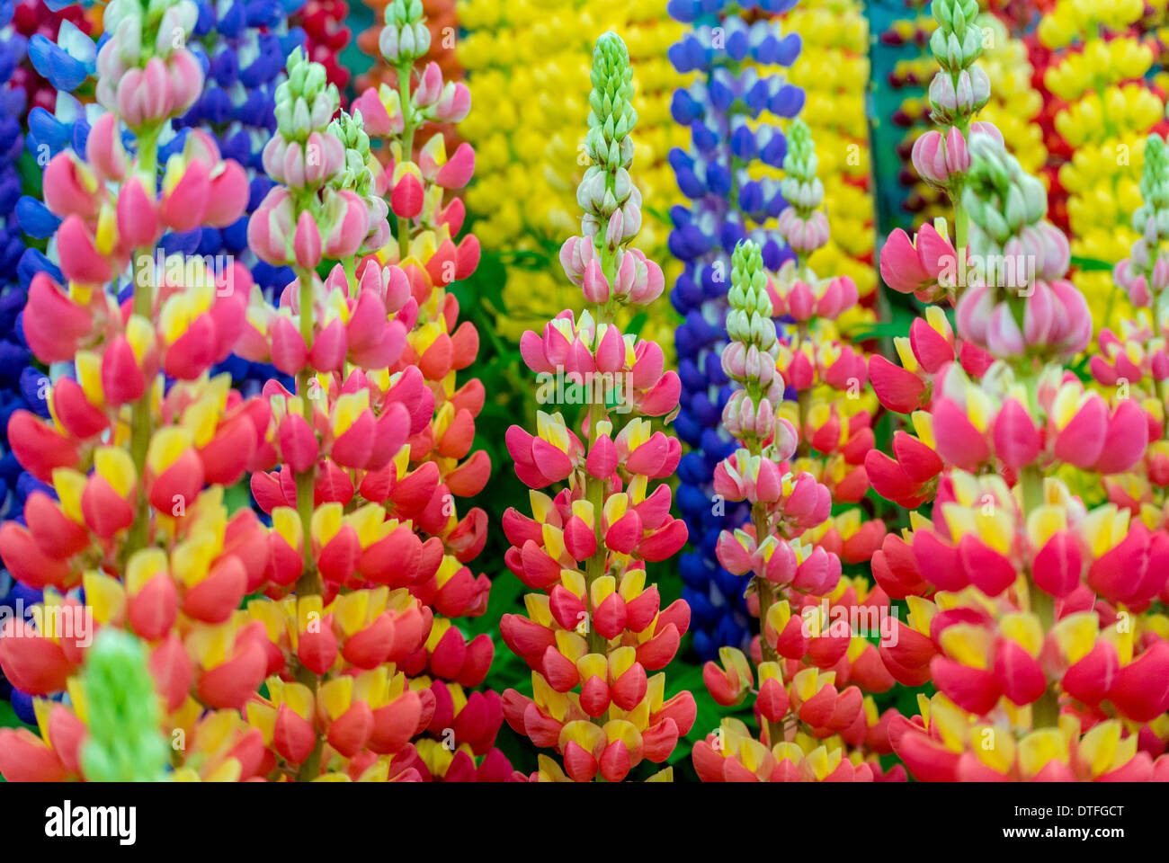 Lupin bloom hi-res stock photography and images - Alamy