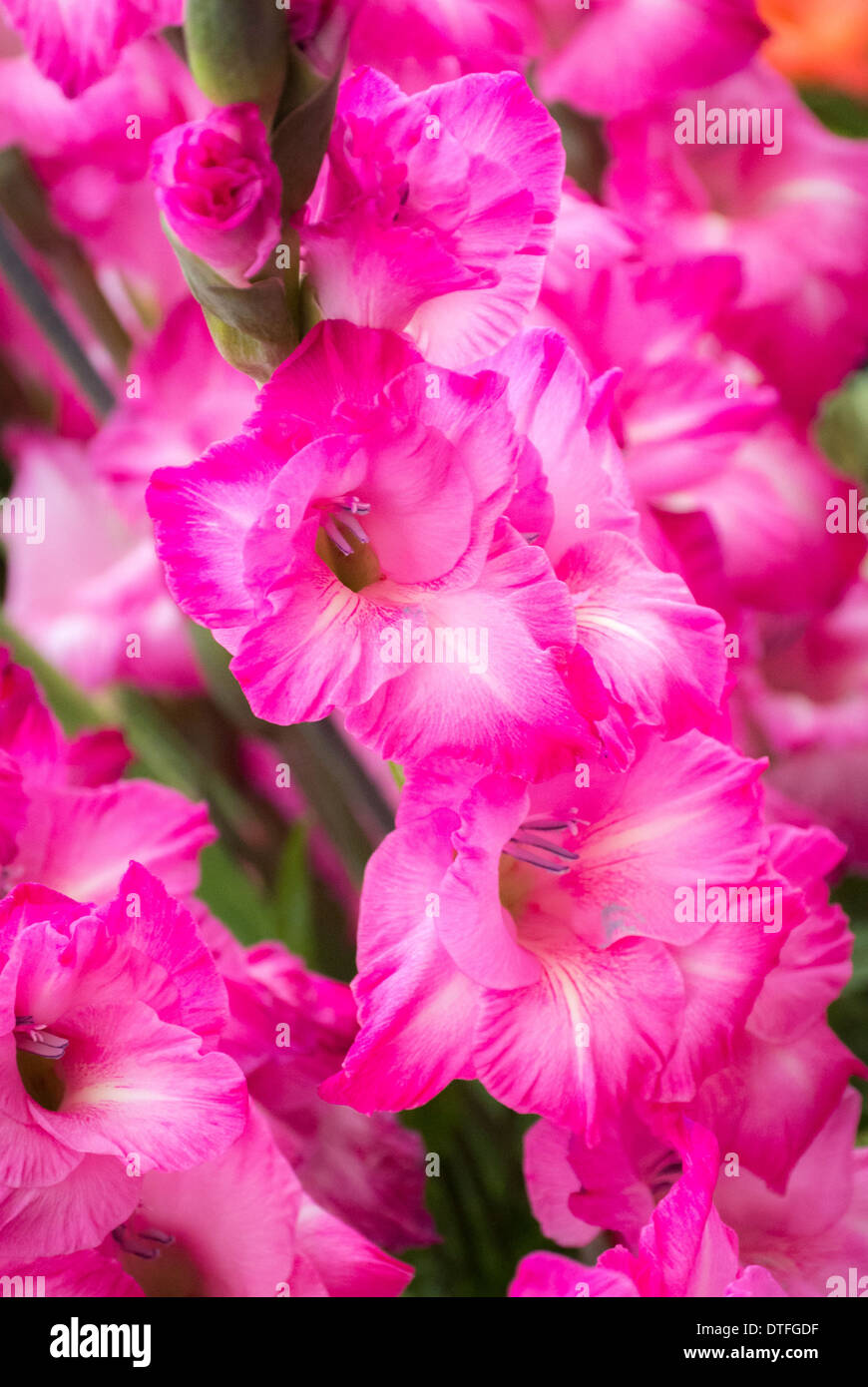 Pink gladiolus flower hi-res stock photography and images - Alamy