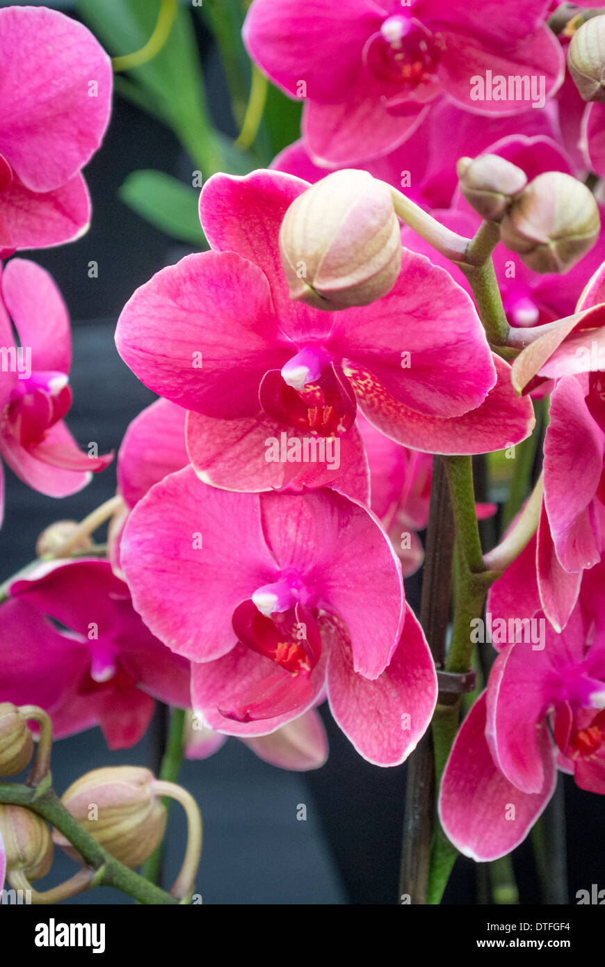 Phalaenopsis red oconee hi-res stock photography and images - Alamy