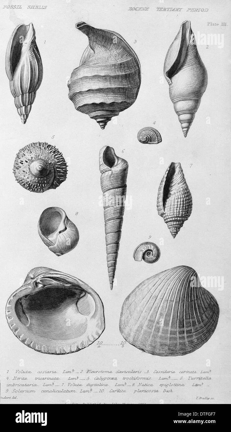 Gastropod shell fossil Black and White Stock Photos & Images - Alamy