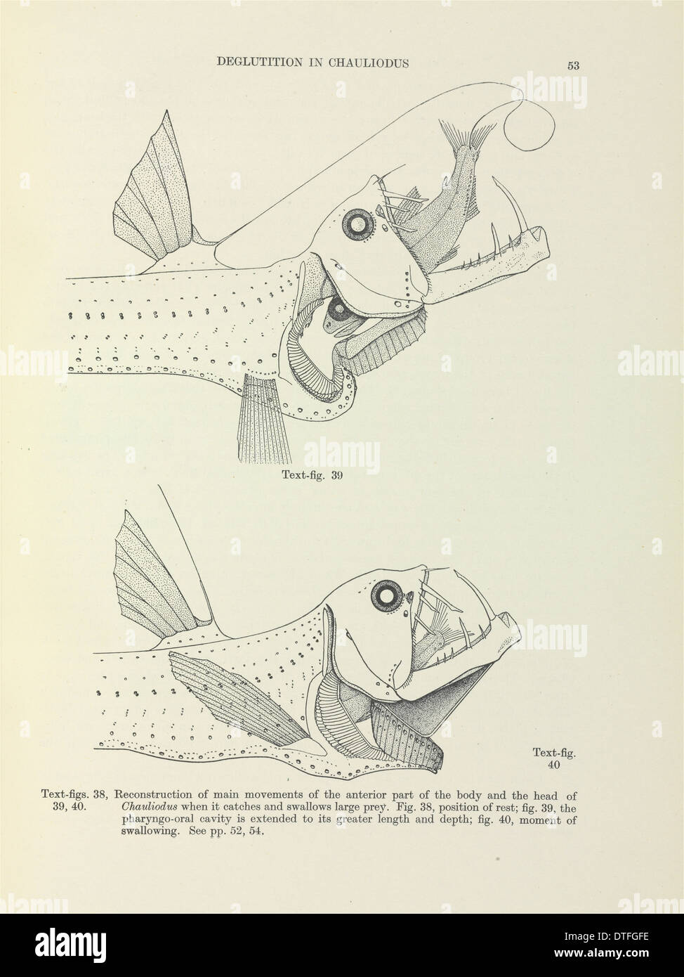 Chauliodus hi-res stock photography and images - Alamy