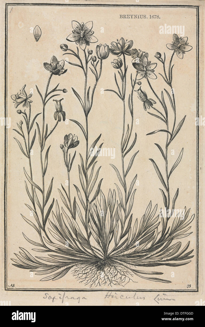 Saxifraga hirculus, Marsh saxifrage Stock Photo - Alamy