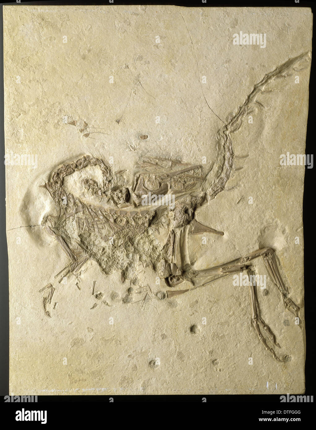 Compsognathus dinosaur hi-res stock photography and images - Alamy