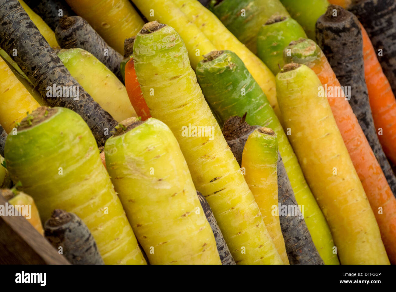 "Rainbox Mix" Heritage Carrots Stock Photo - Alamy
