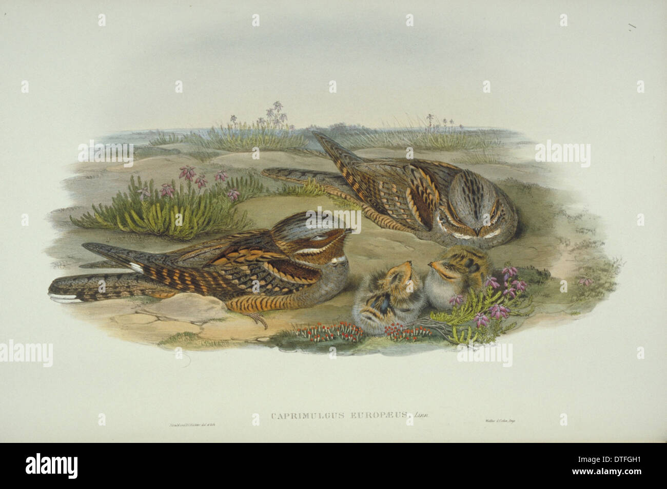 Caprimulgus europaeus, European nightjar Stock Photo - Alamy