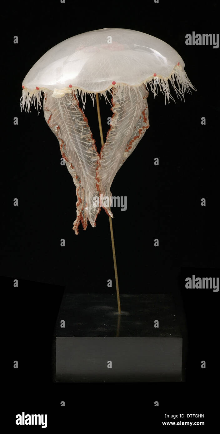 Aurelia aurita, jellyfish Stock Photo - Alamy