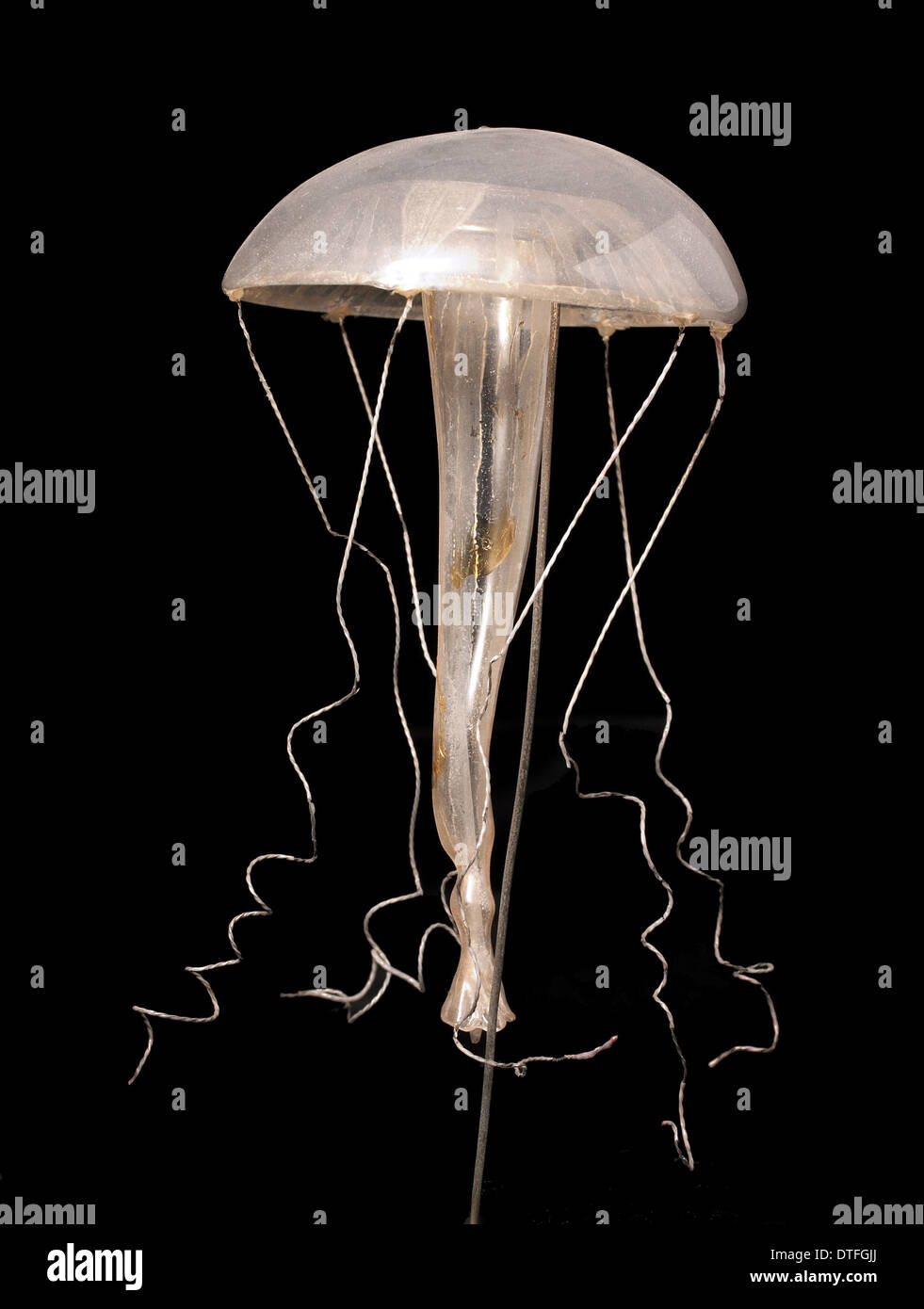 Rhegmatodes thalassina, jellyfish model Stock Photo - Alamy