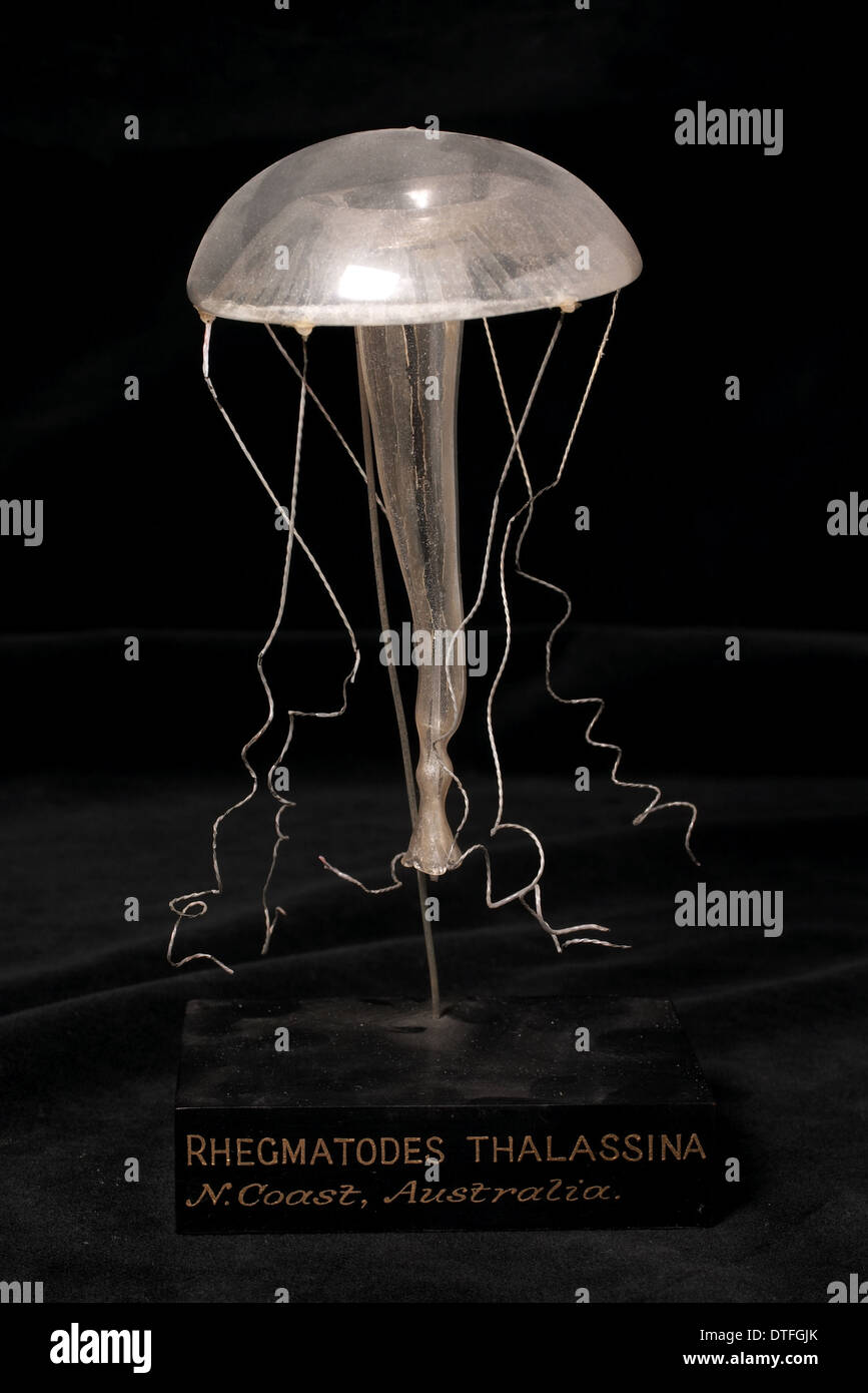 Rhegmatodes thalassina, jellyfish model Stock Photo - Alamy