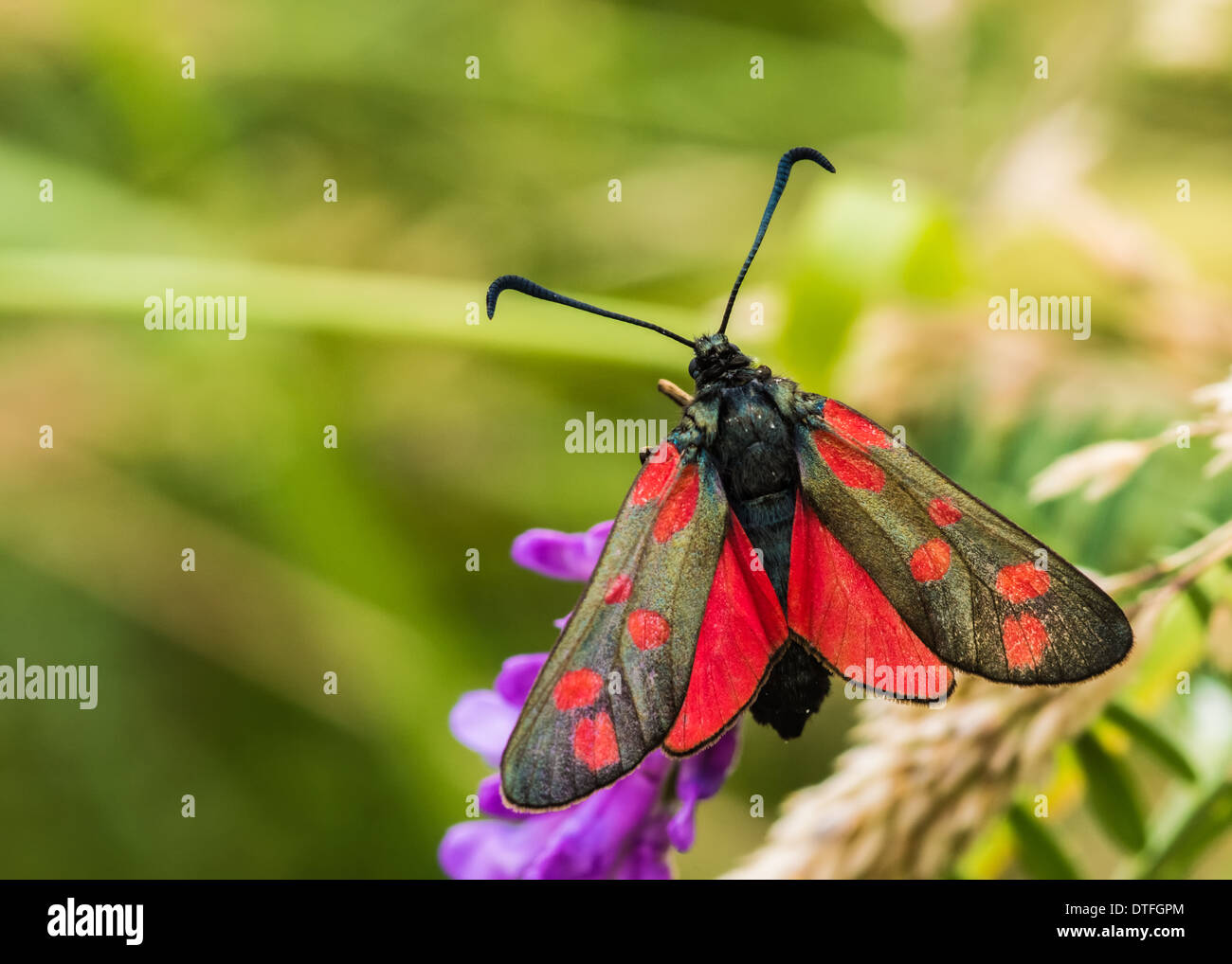 Black spot moth hi-res stock photography and images - Alamy