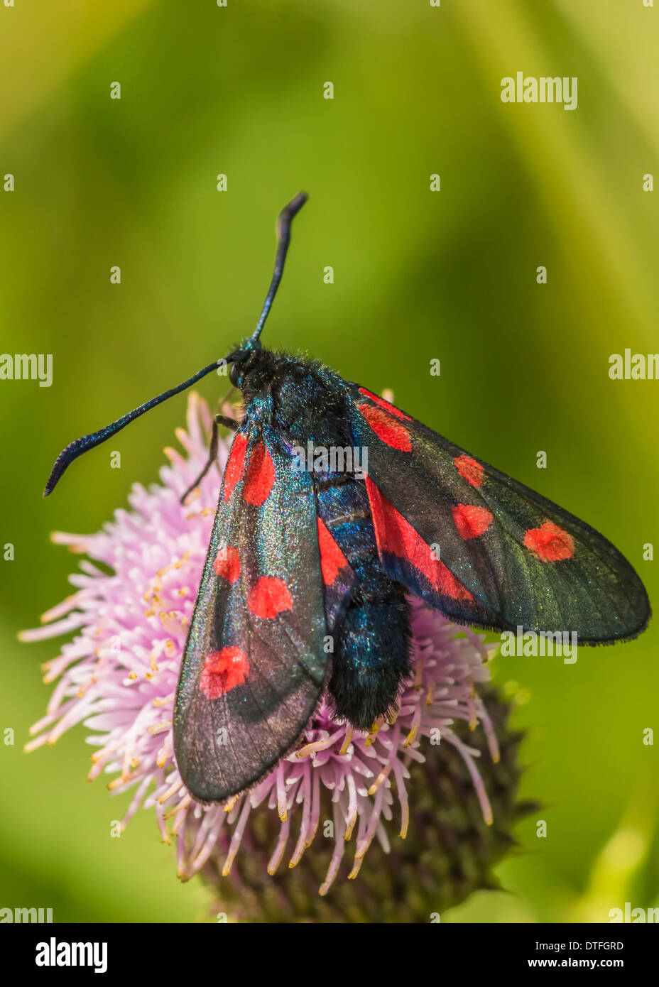 Black spot moth hi-res stock photography and images - Alamy