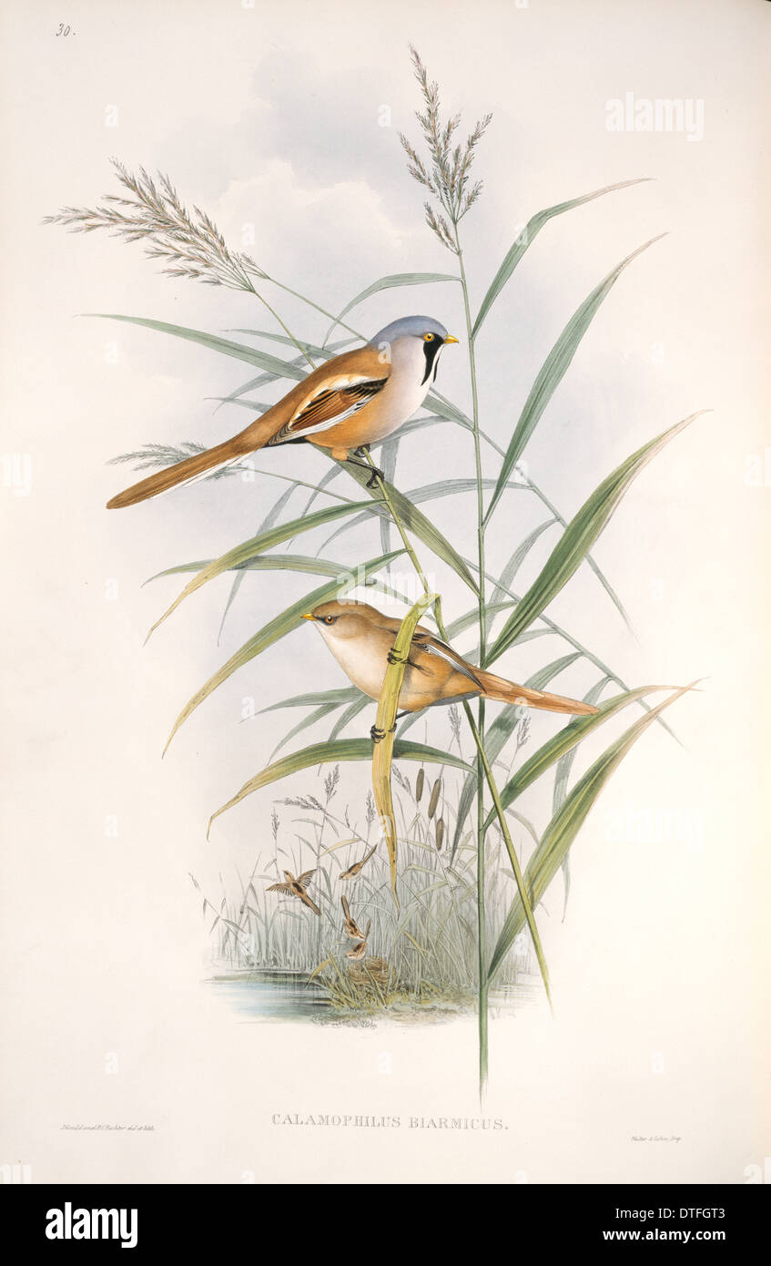 Panurus biarmicus, bearded tit Stock Photo - Alamy