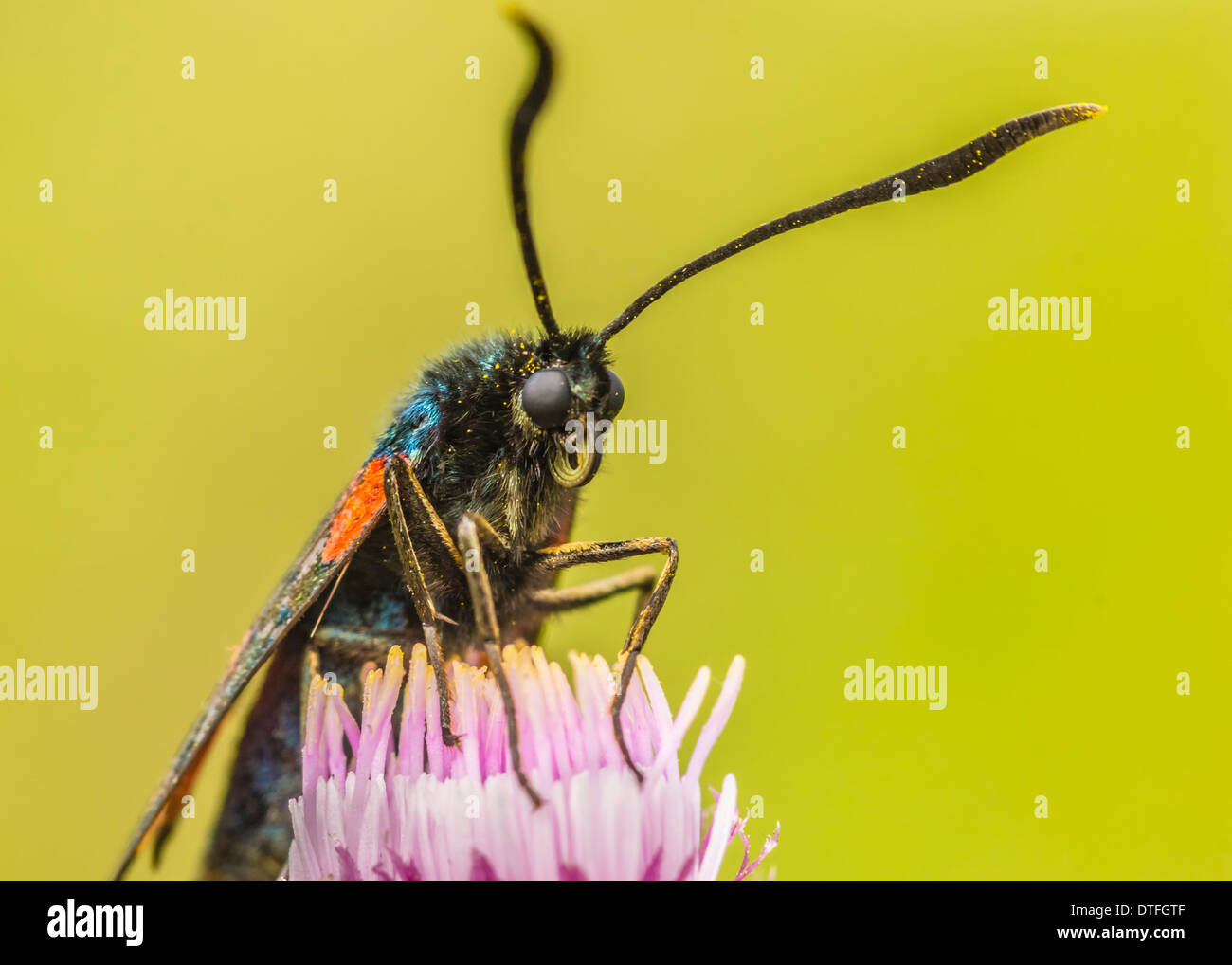 Black spot moth hi-res stock photography and images - Alamy