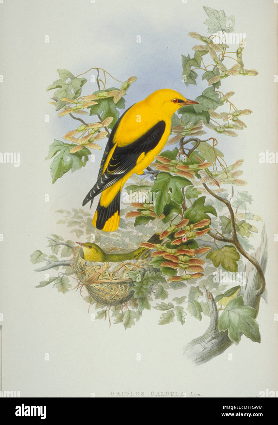 Golden oriole oriolus oriolus hi-res stock photography and images - Alamy