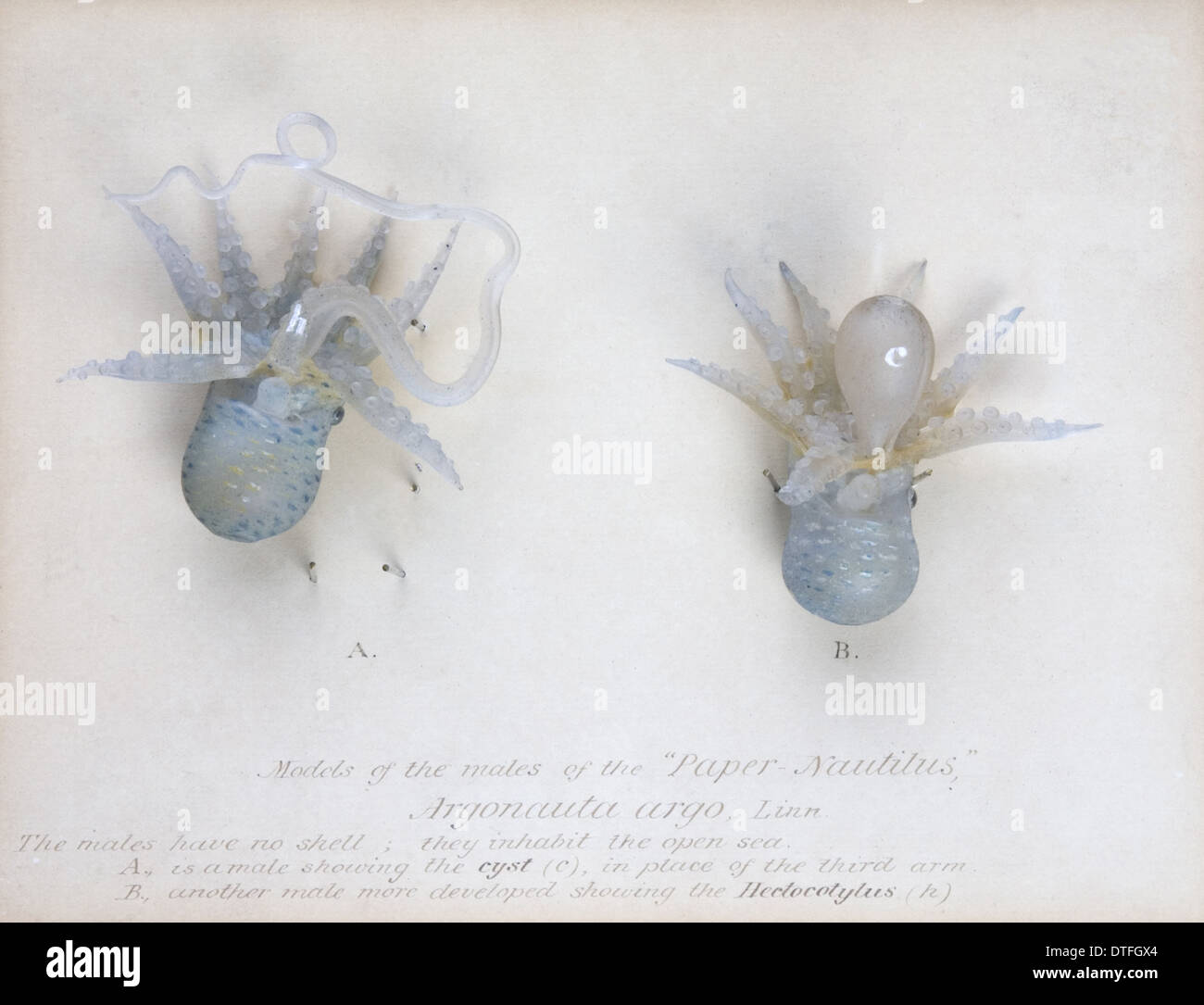 Argonauta hi-res stock photography and images - Alamy