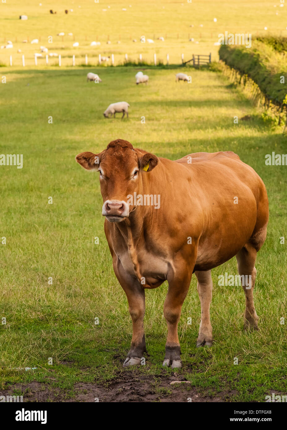 Guernsey bull hi-res stock photography and images - Alamy