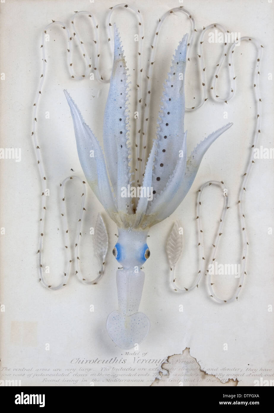 Enoploteuthis veranii, squid Stock Photo - Alamy