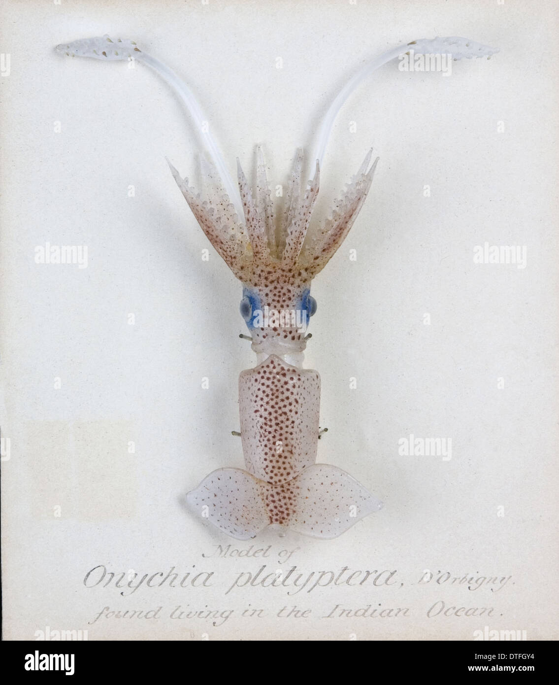 Onykia platyptera hi-res stock photography and images - Alamy