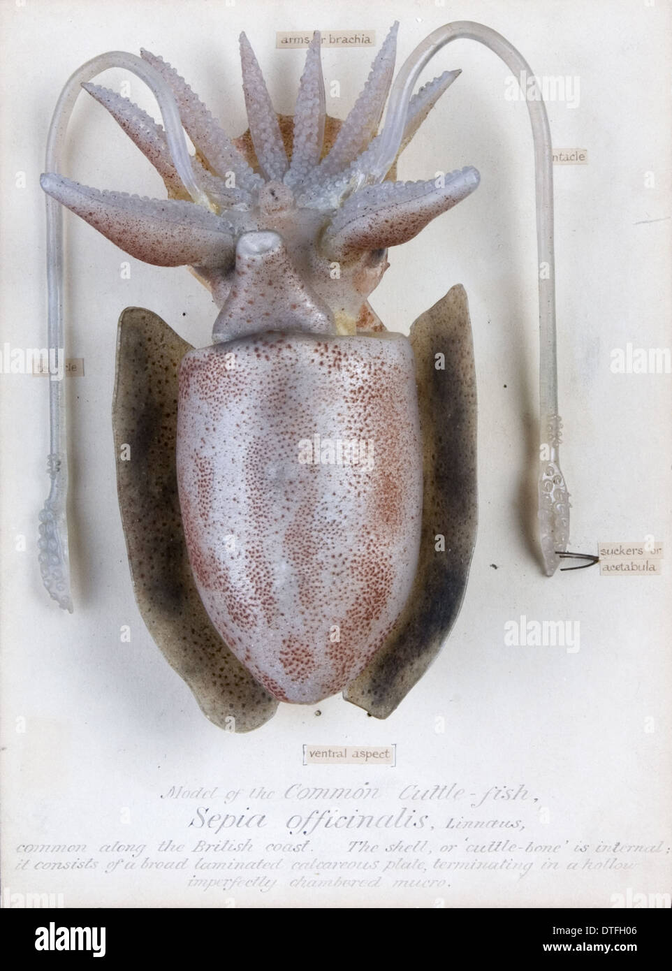 Sepia officinalis, squid Stock Photo - Alamy