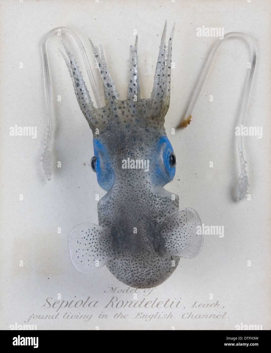 Sepiola rondeletii, squid Stock Photo - Alamy