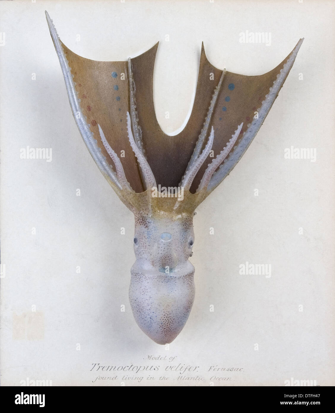 Tremoctopus velifer, octopus Stock Photo - Alamy