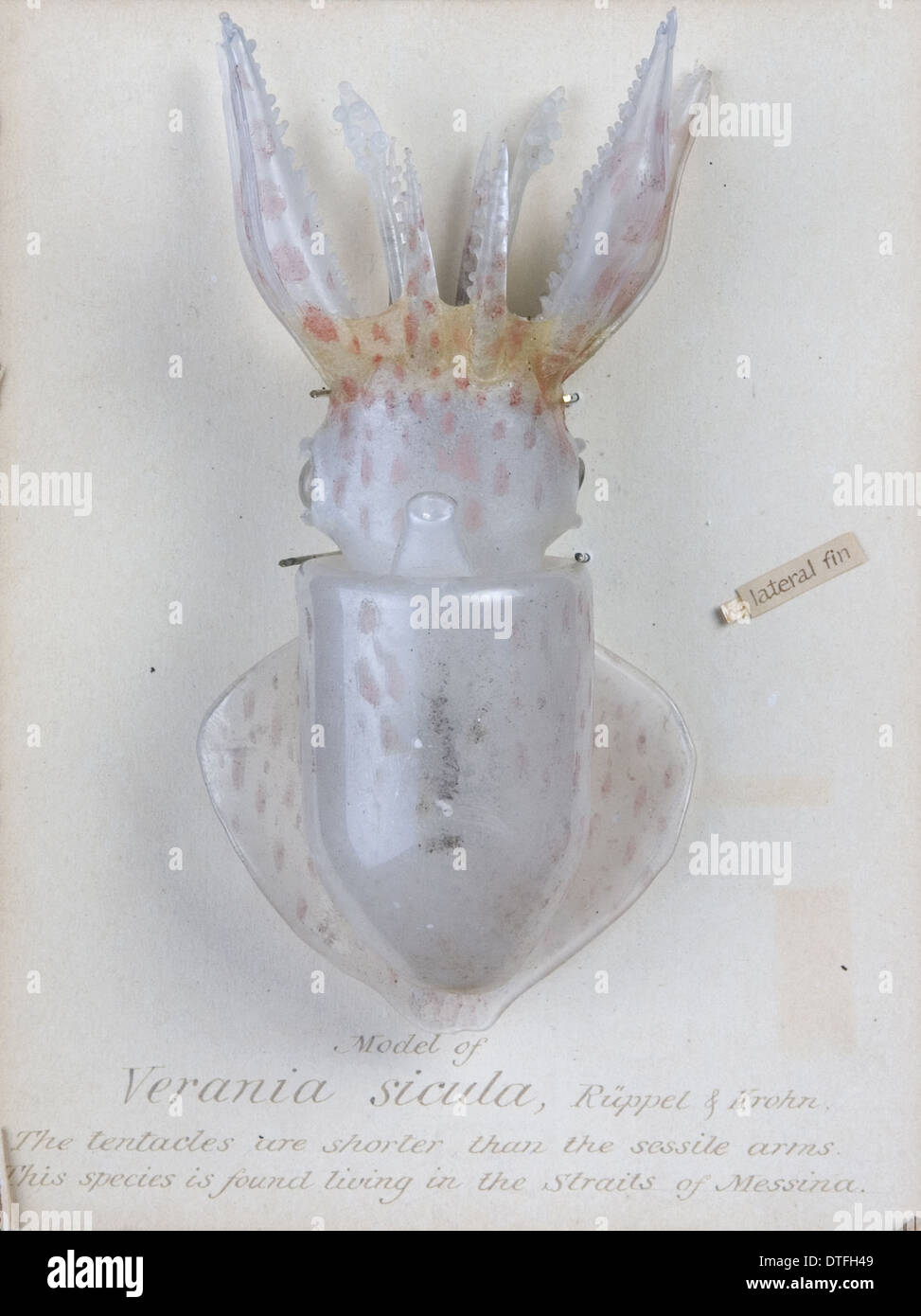 Verania sicula, squid Stock Photo - Alamy