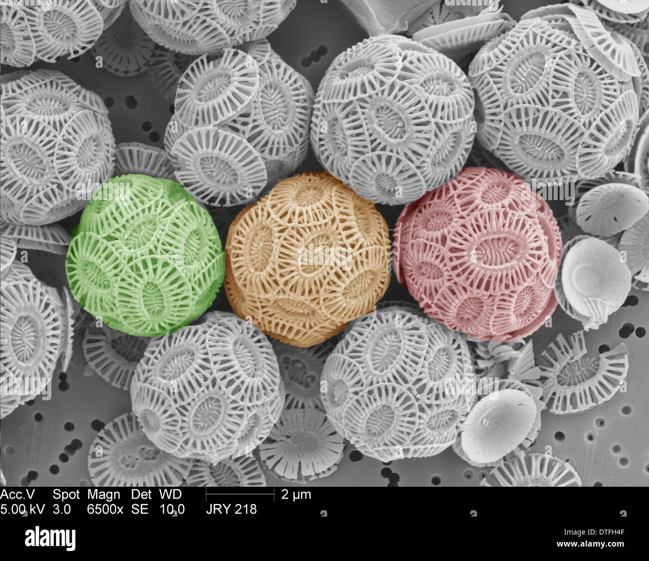 Emiliania huxleyi coccolithophores Stock Photo - Alamy
