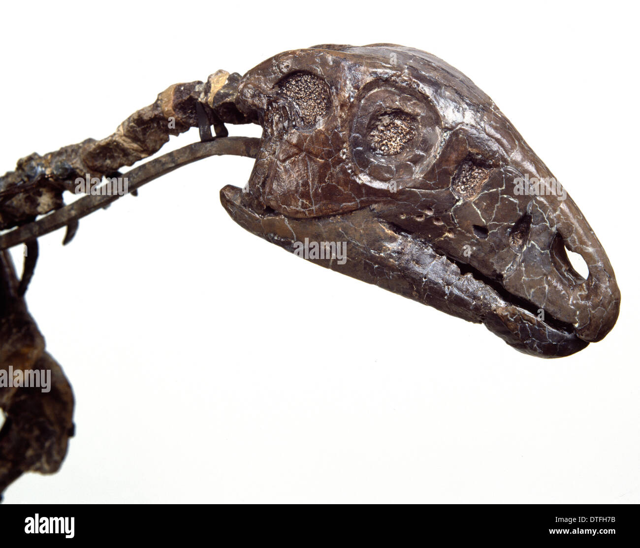 Diapsid reptile skull hi-res stock photography and images - Alamy