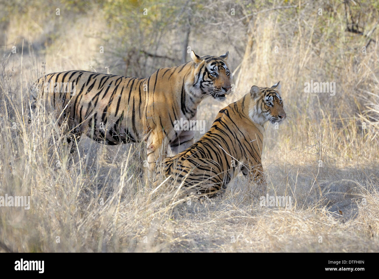 Affectionate Animals Love Pair Stock Photos & Affectionate Animals Love ...