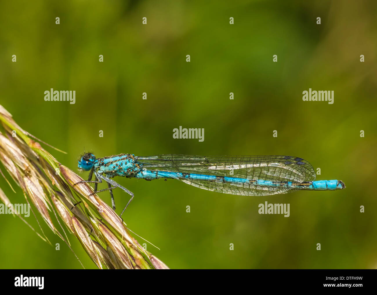 Blue Damsel Fly Stock Photo - Alamy