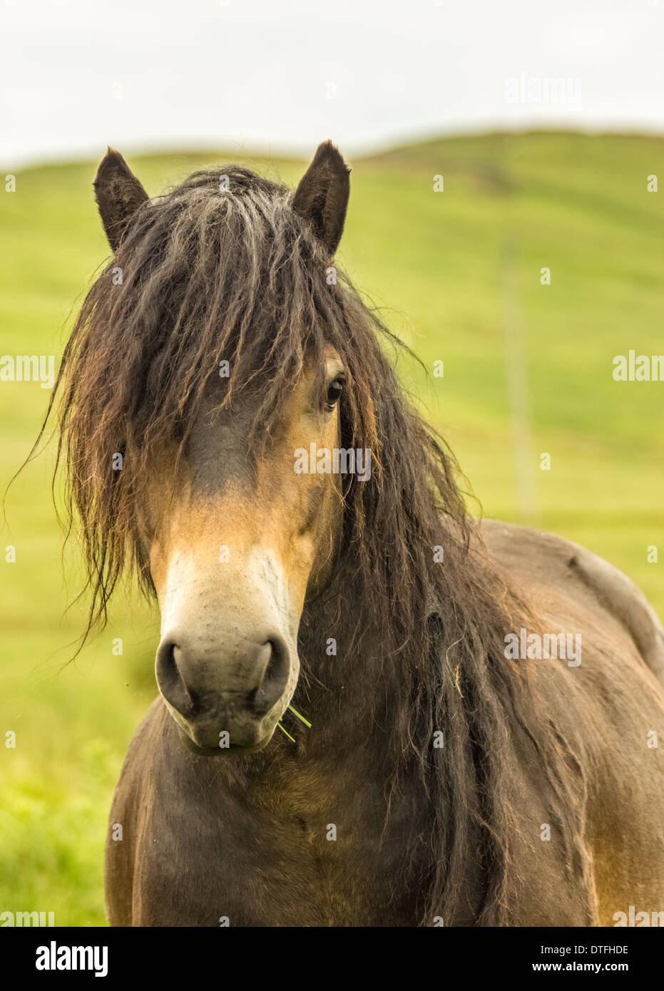 English pony hi-res stock photography and images - Alamy