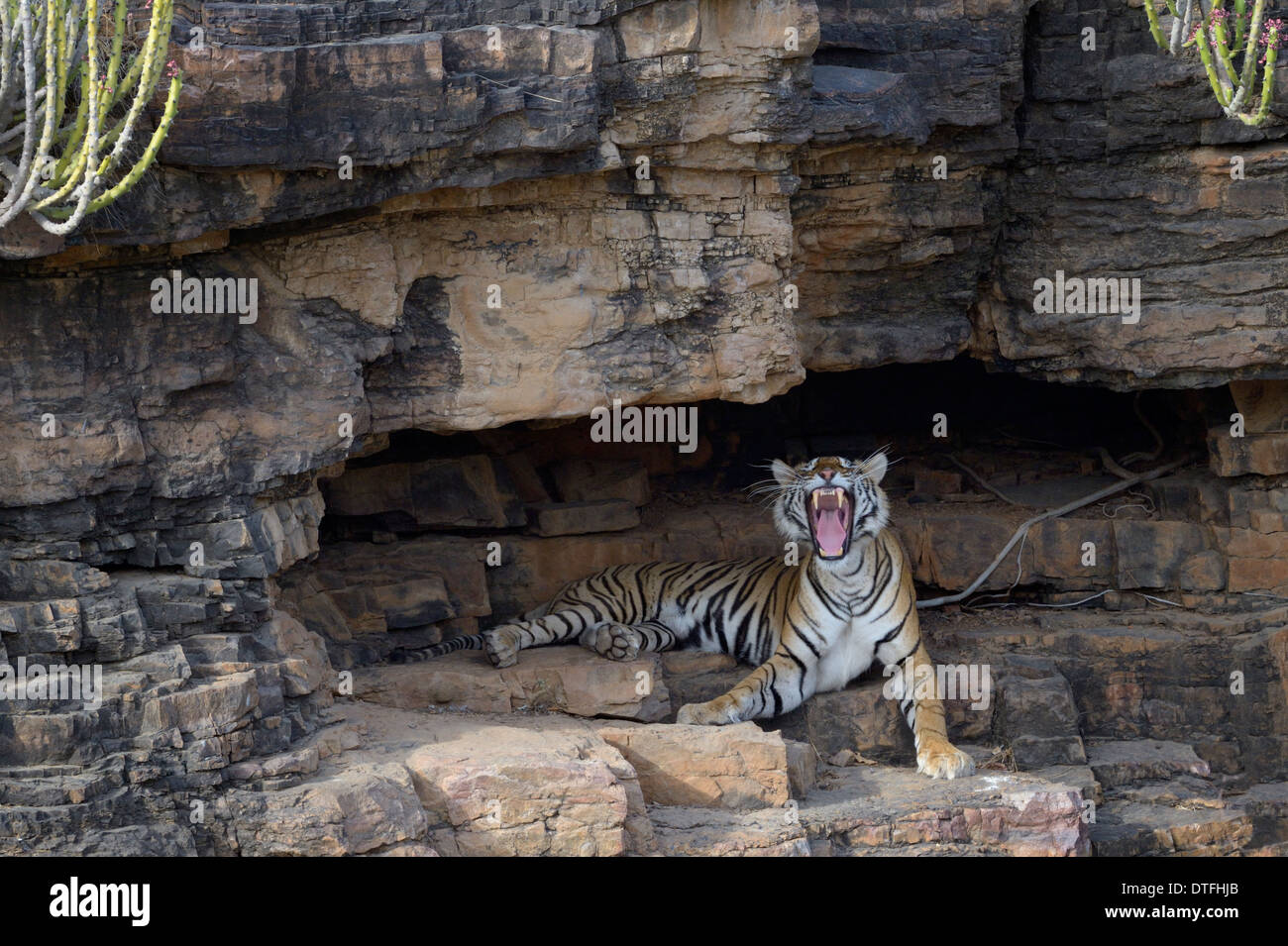 Bengal tiger ( Panthera tigris tigris ) yawning while lying on a cliff ...