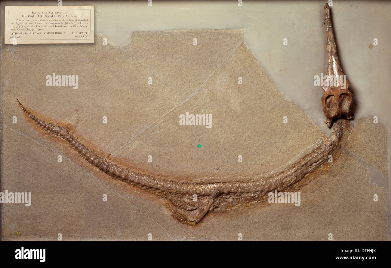 Geosaurus High Resolution Stock Photography and Images - Alamy