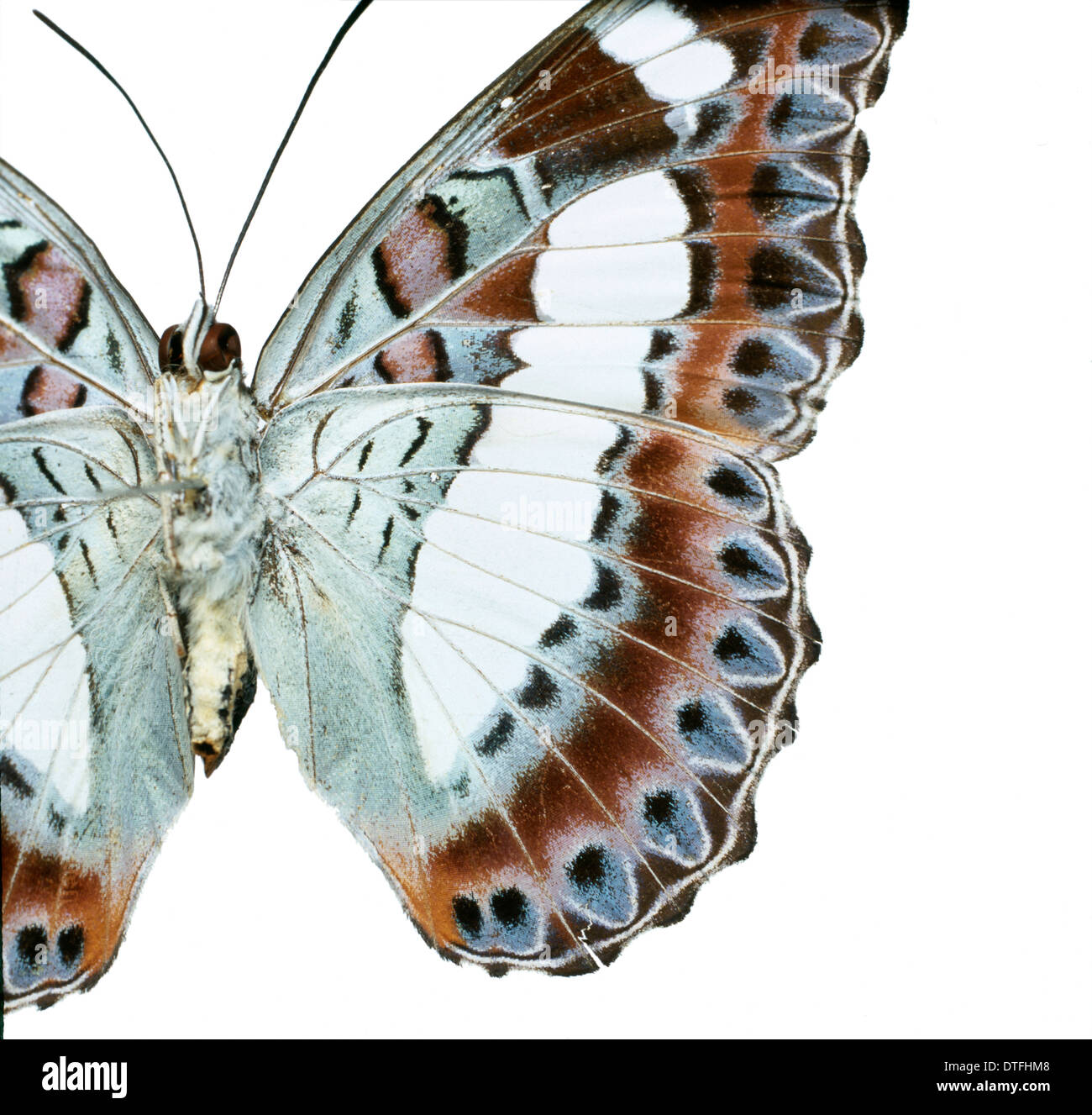 Moduza nuydai, butterfly Stock Photo - Alamy