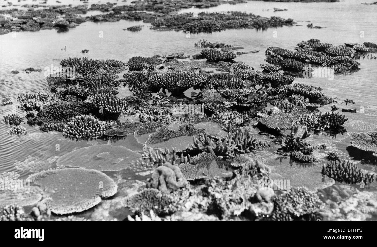Aerially exposed corals Stock Photo - Alamy