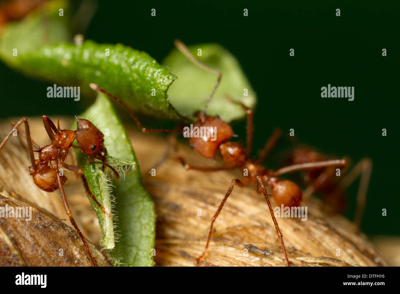 Leaf-cutter ants (Atta cephalotes Stock Photo - Alamy