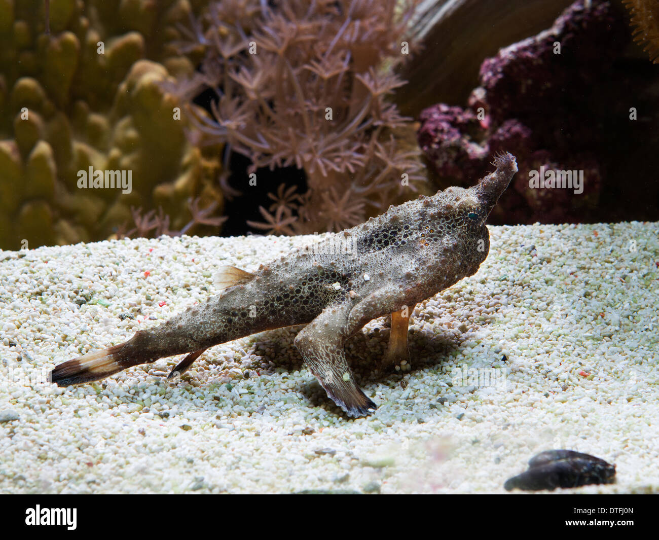 Ogcocephalus hi-res stock photography and images - Alamy