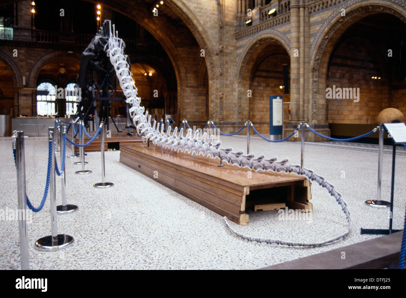 Diplodocus museum america hi-res stock photography and images - Alamy