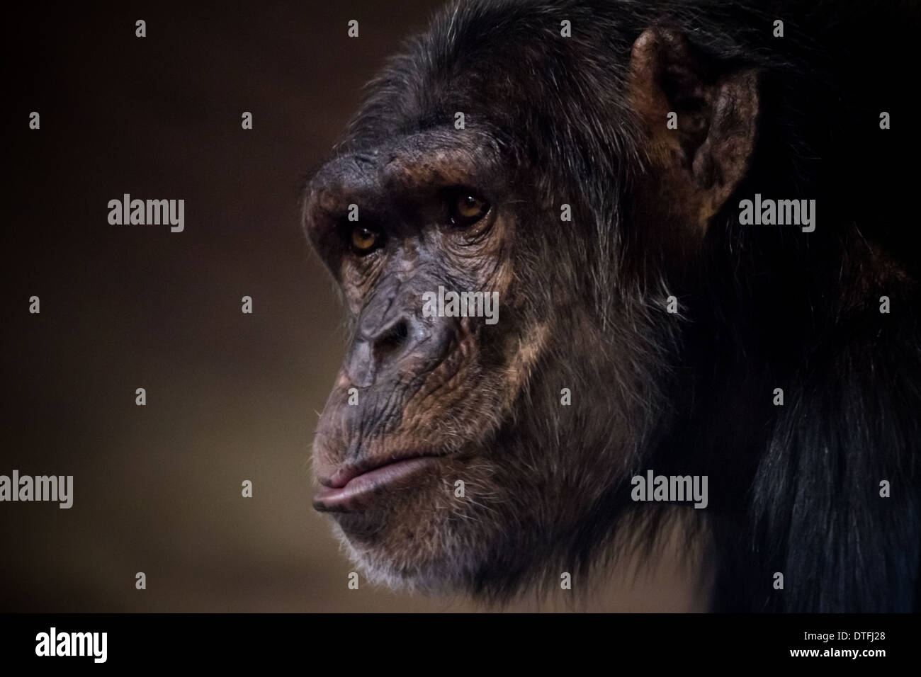 Chimpanzee Face High Resolution Stock Photography and Images - Alamy