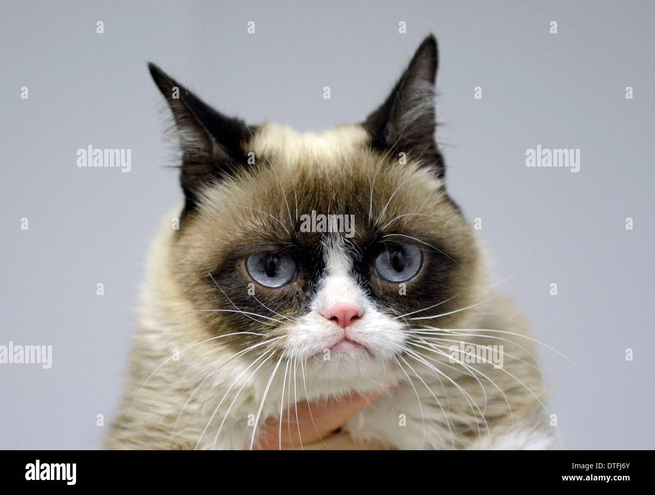 The grumpy cat hi-res stock photography and images - Alamy