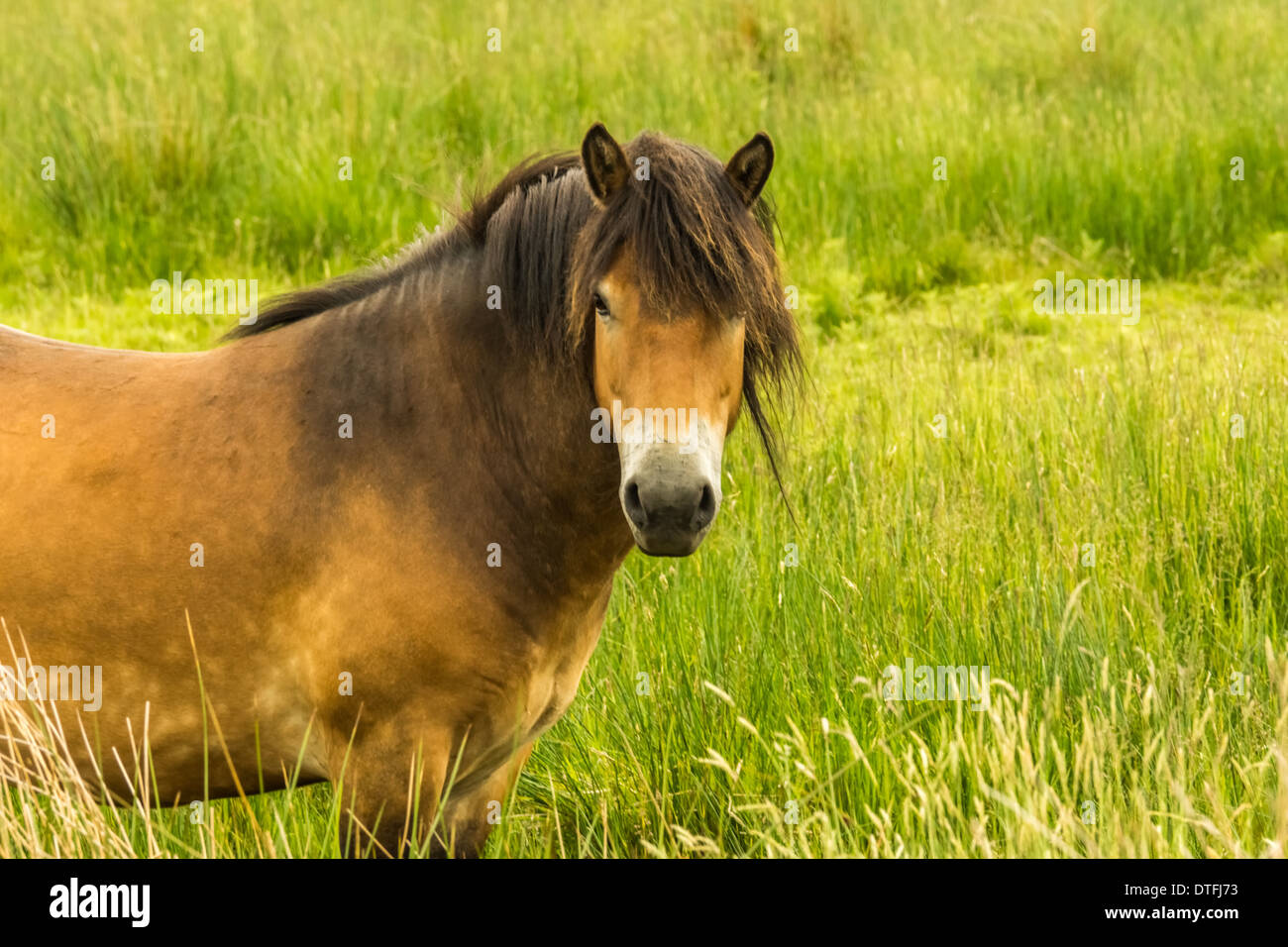 English pony hi-res stock photography and images - Alamy