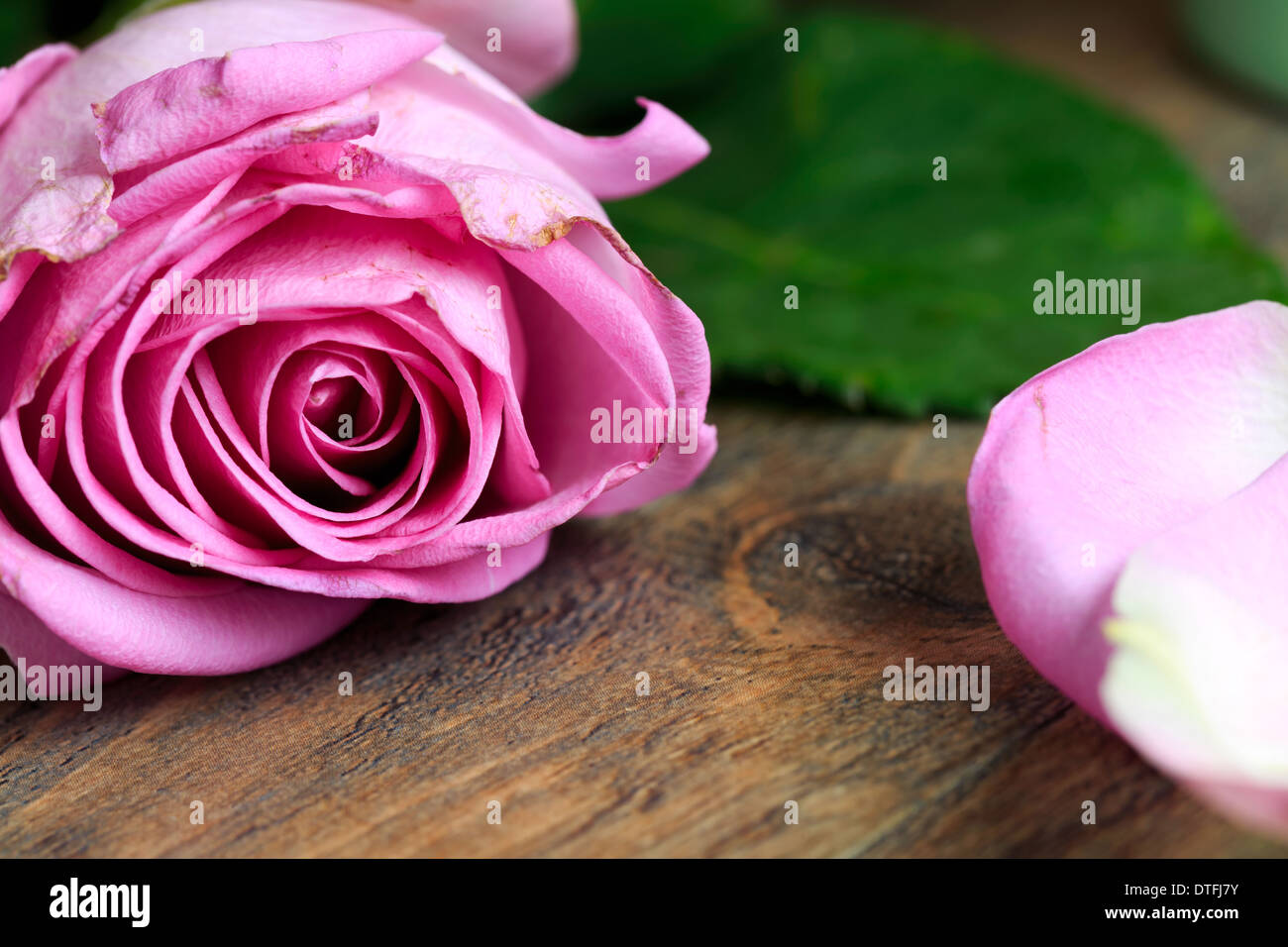 One dying rose with petals on tabletop Stock Photo - Alamy