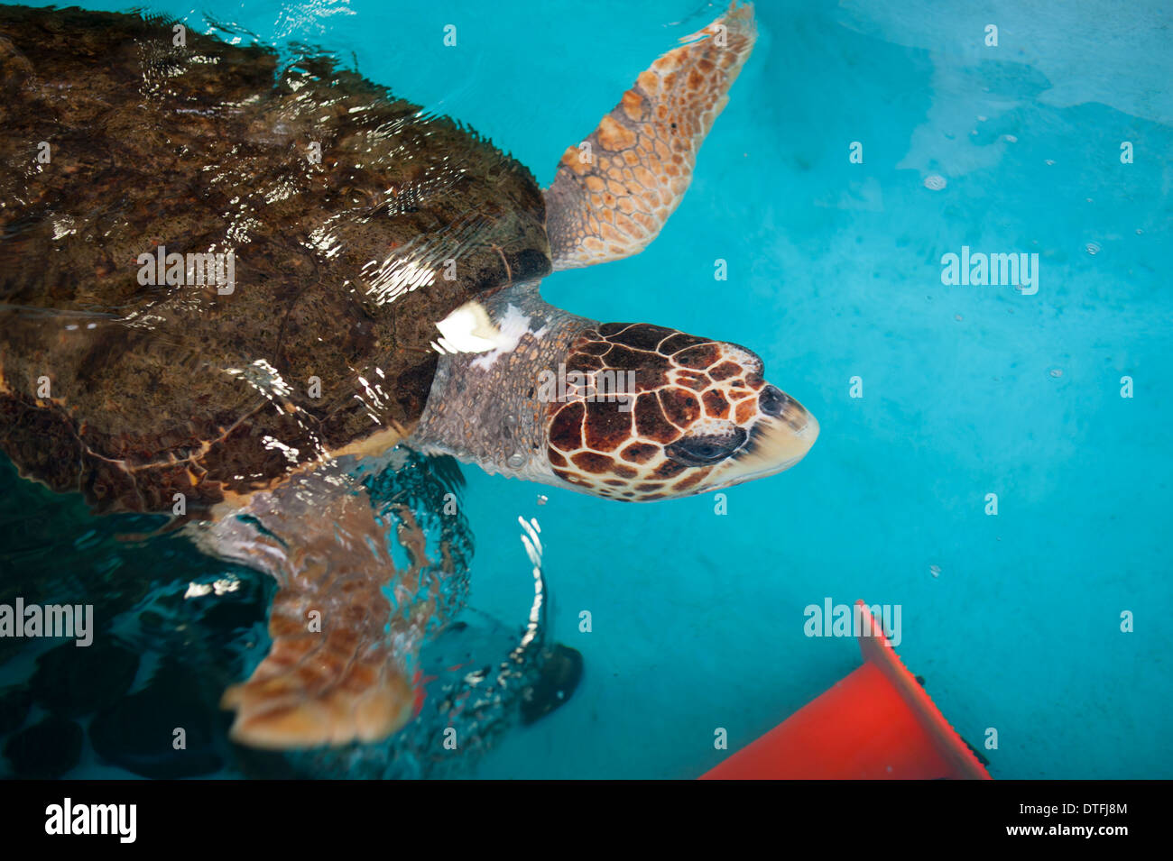 USA Florida Sarasota FL Lido Key Mote Marine Laboratory aquarium ...