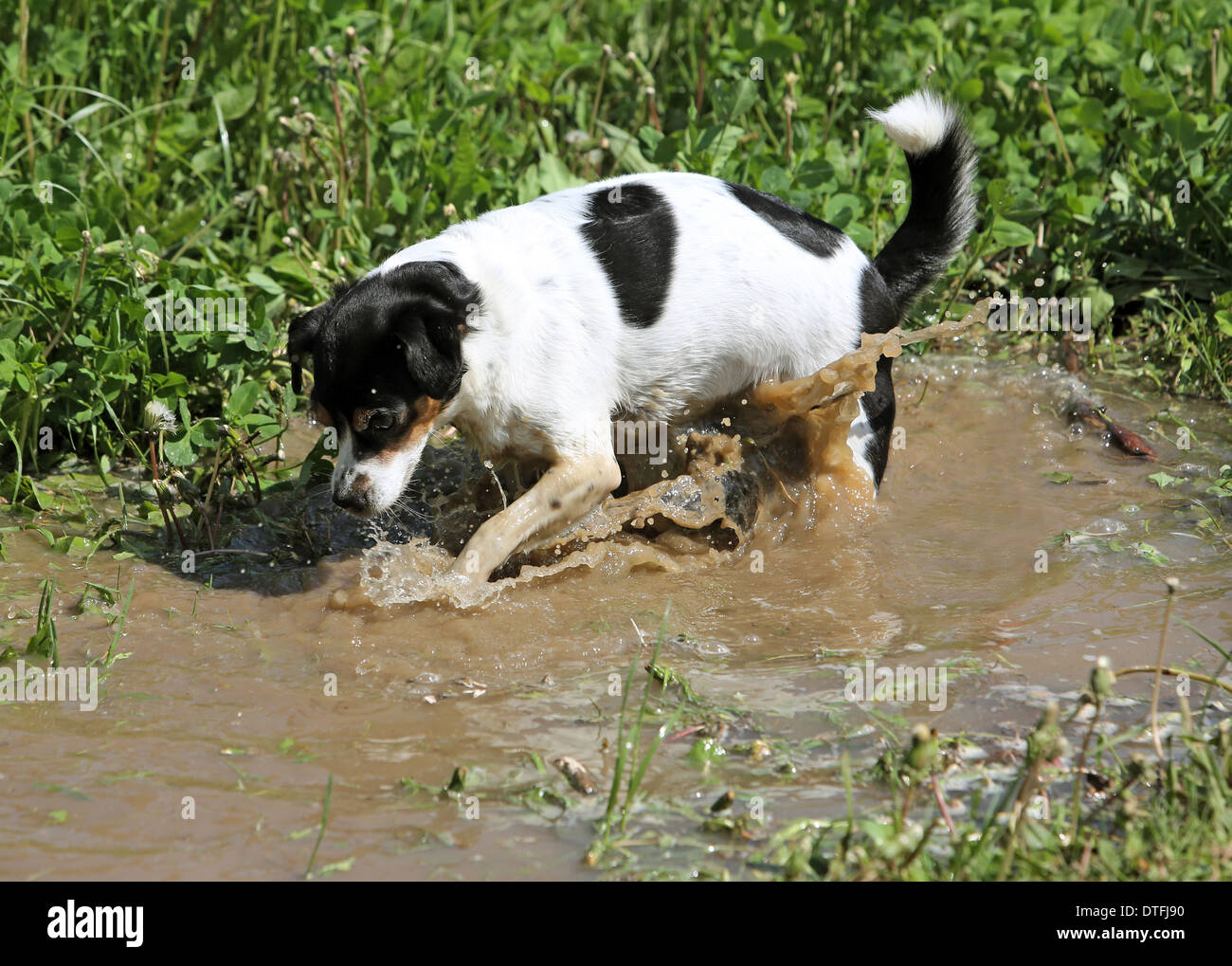 Koenigs Wusterhausen, Germany, Jack Russell Terrier digging in a puddle ...