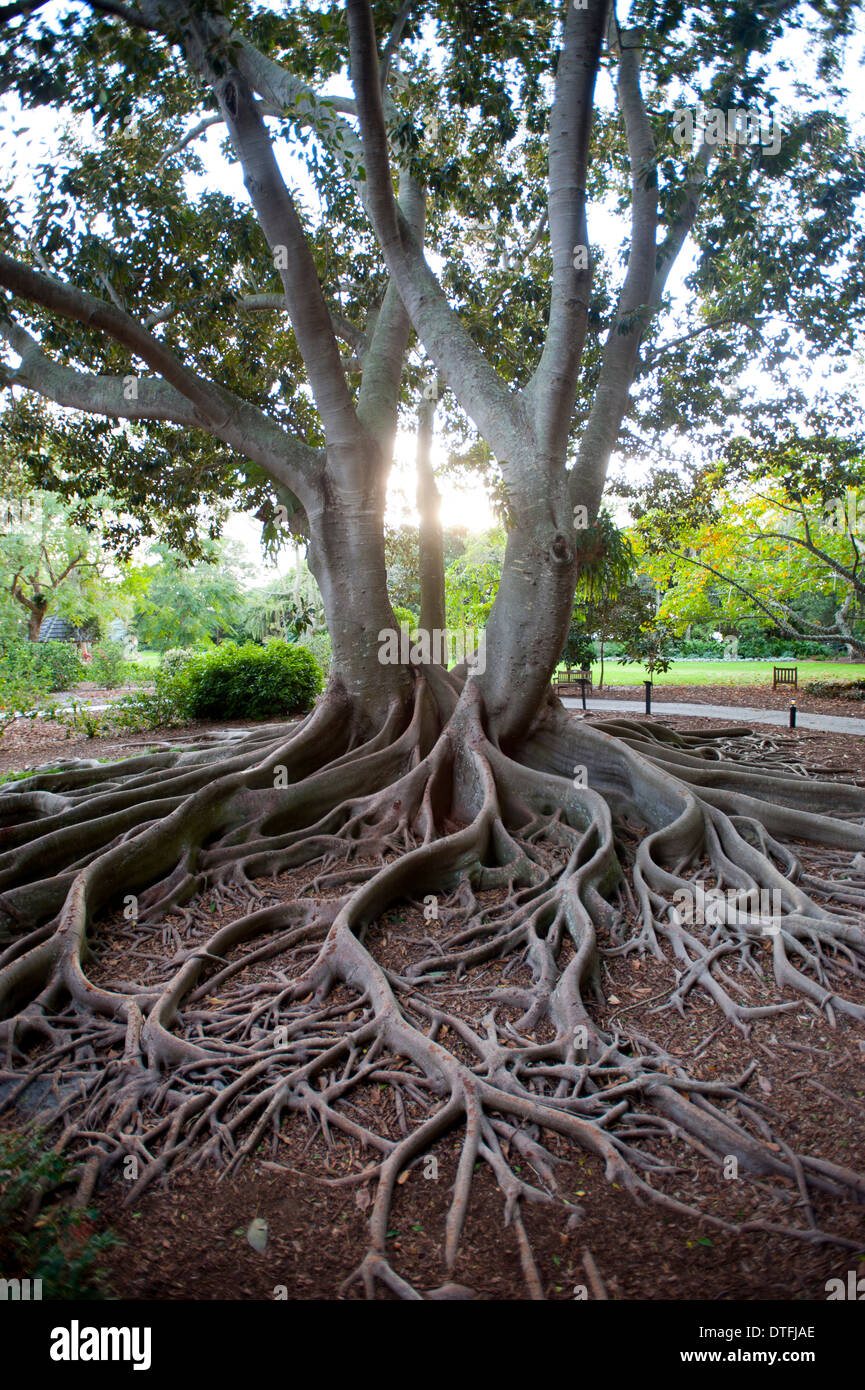 Intertwined Trees