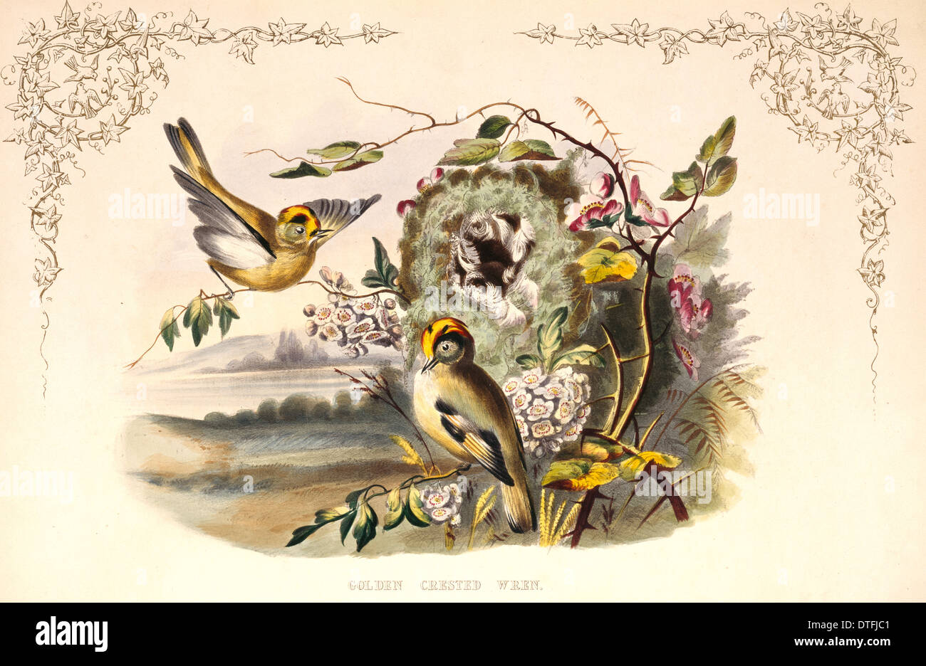 Goldcrest nest hi-res stock photography and images - Alamy