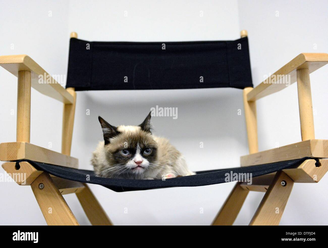 Grumpy cat tardar hi-res stock photography and images - Alamy