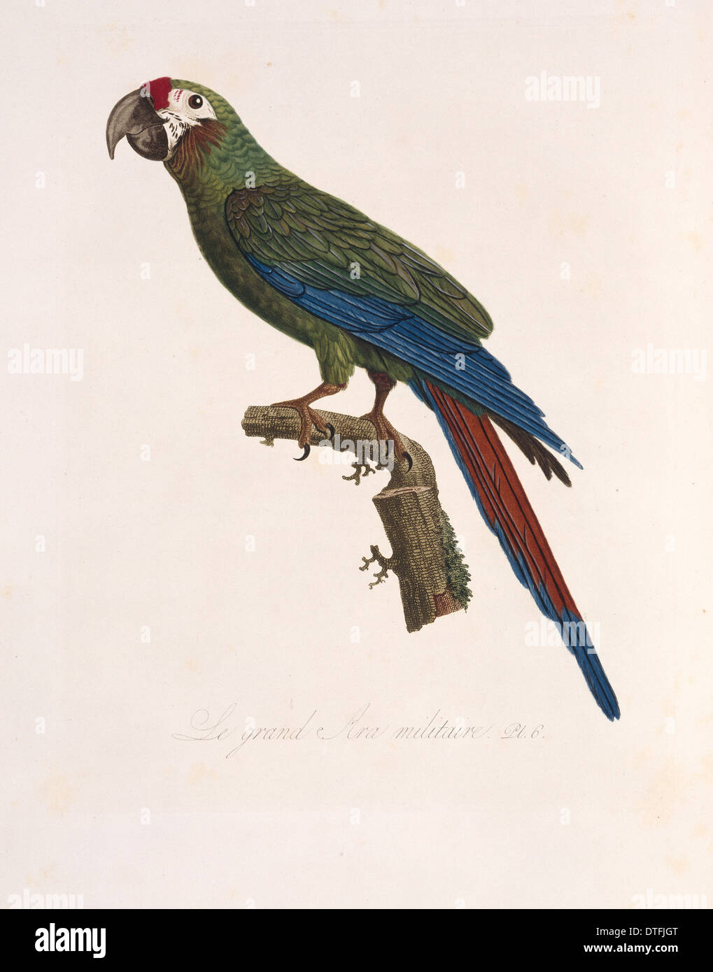 Ara ambiguus, great green macaw Stock Photo - Alamy