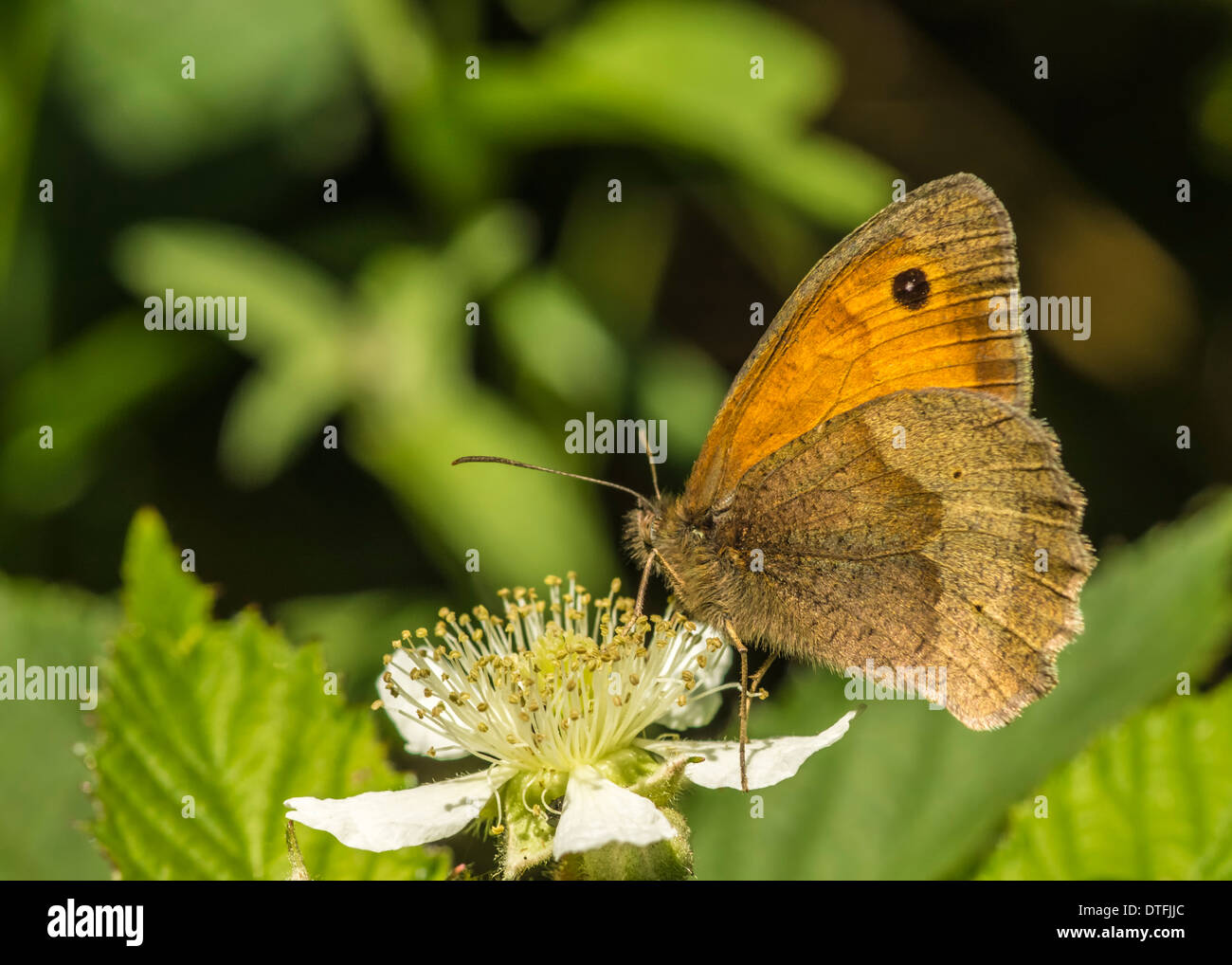 Butterfly Photograph High Resolution Stock Photography and Images - Alamy